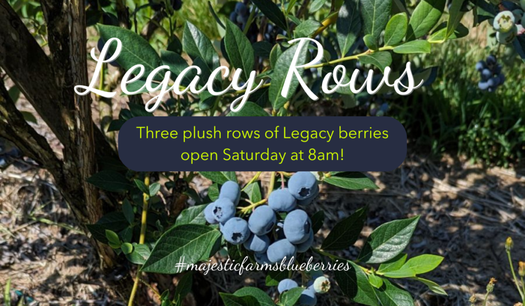 Legacy Rows Ready Saturday! – Majestic Farms Blueberries